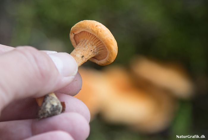 Kan du kende kantareller? - Naturmagasinet NaturGuide.dk