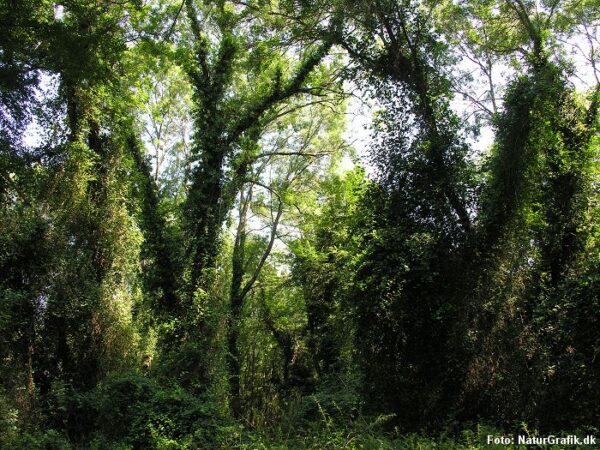 Vedbend – insekternes efterårsfest! - Naturmagasinet NaturGuide.dk