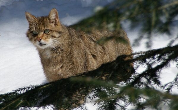 Europæisk vildkat på vej mod Danmark? - Naturmagasinet NaturGuide.dk