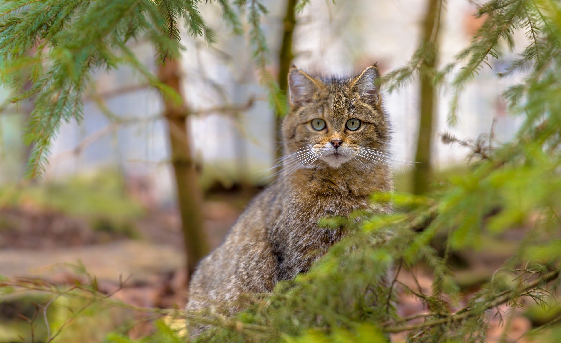 Europæisk vildkat på vej mod Danmark? - Naturmagasinet NaturGuide.dk